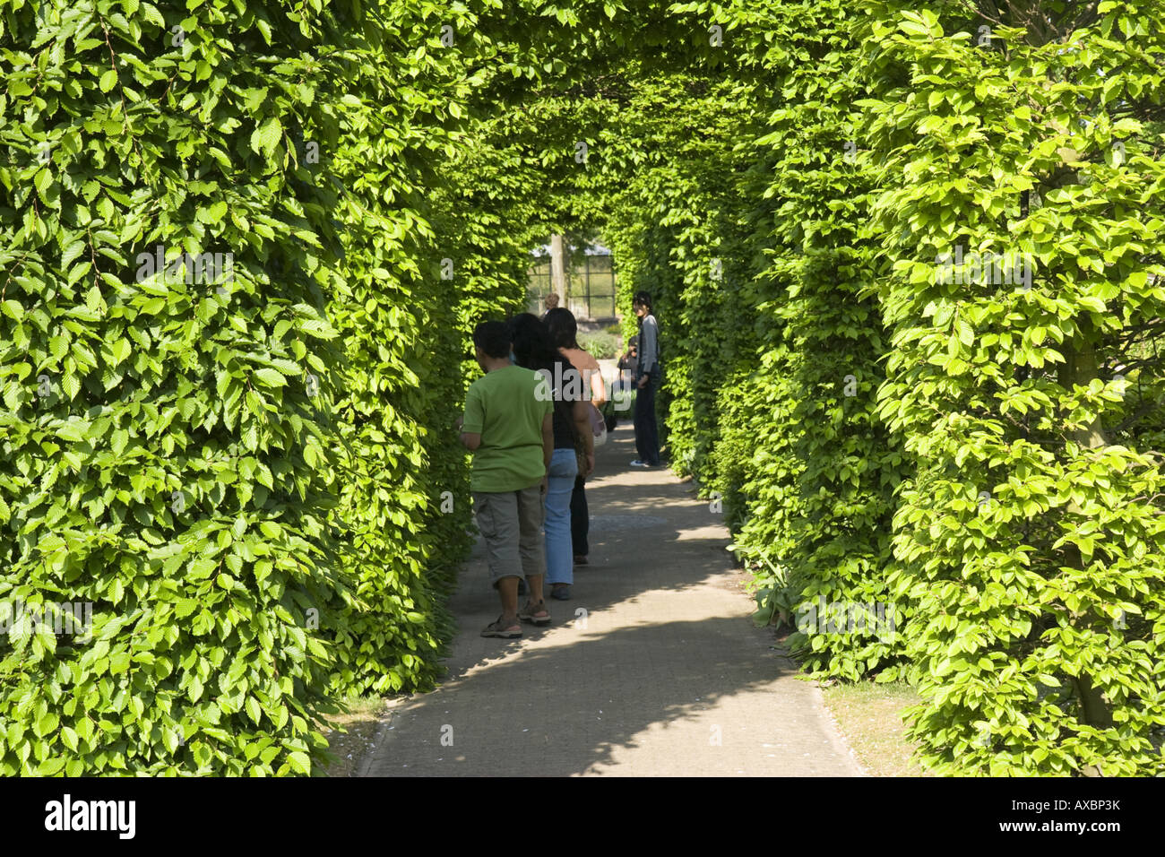 common hornbeam, European hornbeam (Carpinus betulus), hedge in a park ...