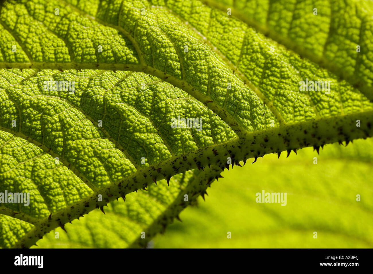 giant gunnera (Gunnera manicata), detail of the leaf, Northern ...