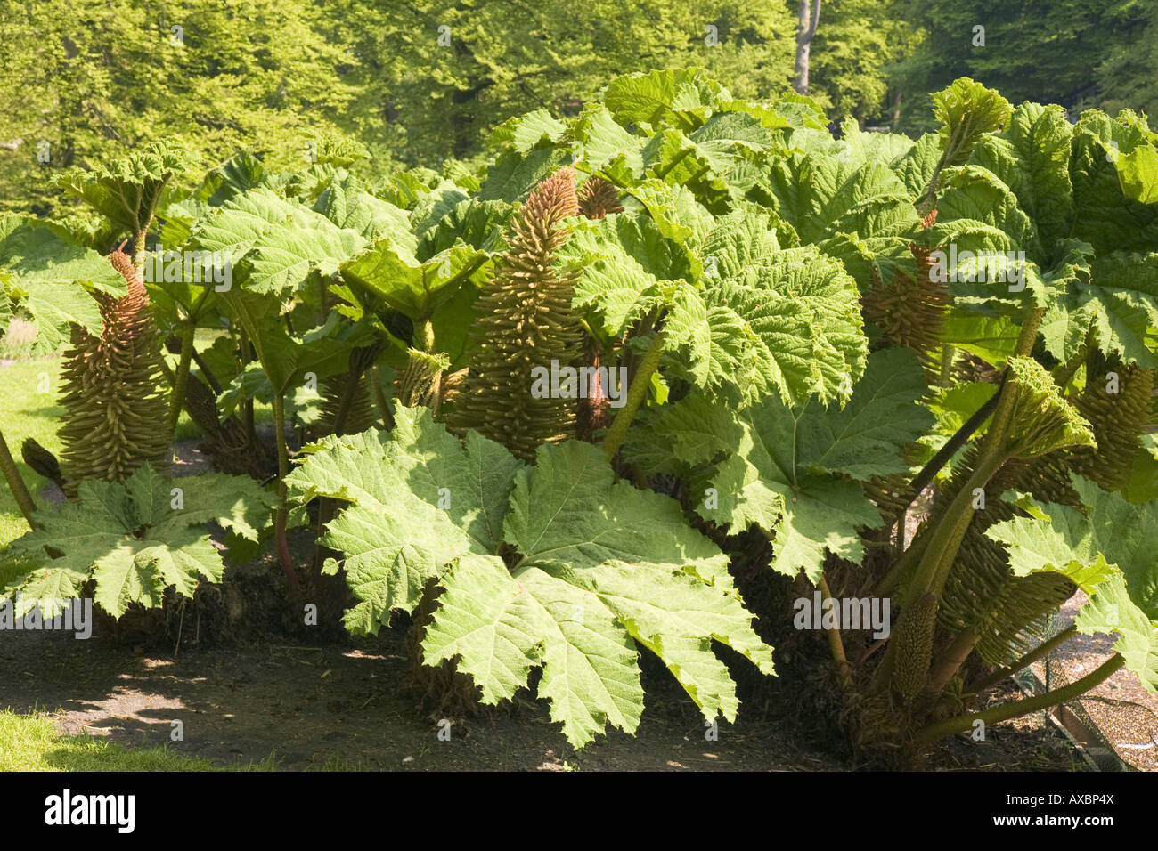 giant gunnera (Gunnera manicata), blooming individual in a garden ...