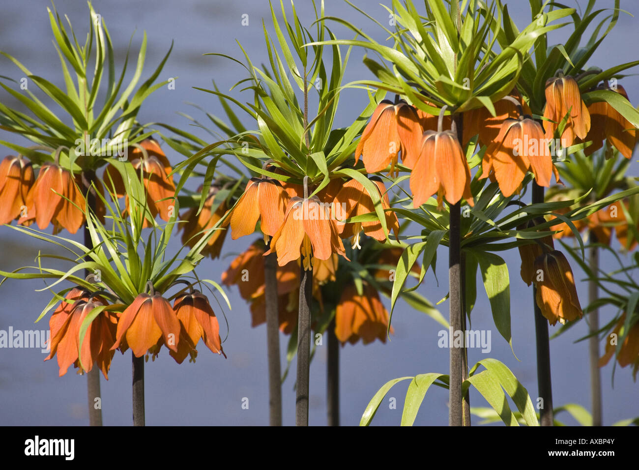 crown imperial lily (Fritillaria imperialis), blooming, Garten Stock ...