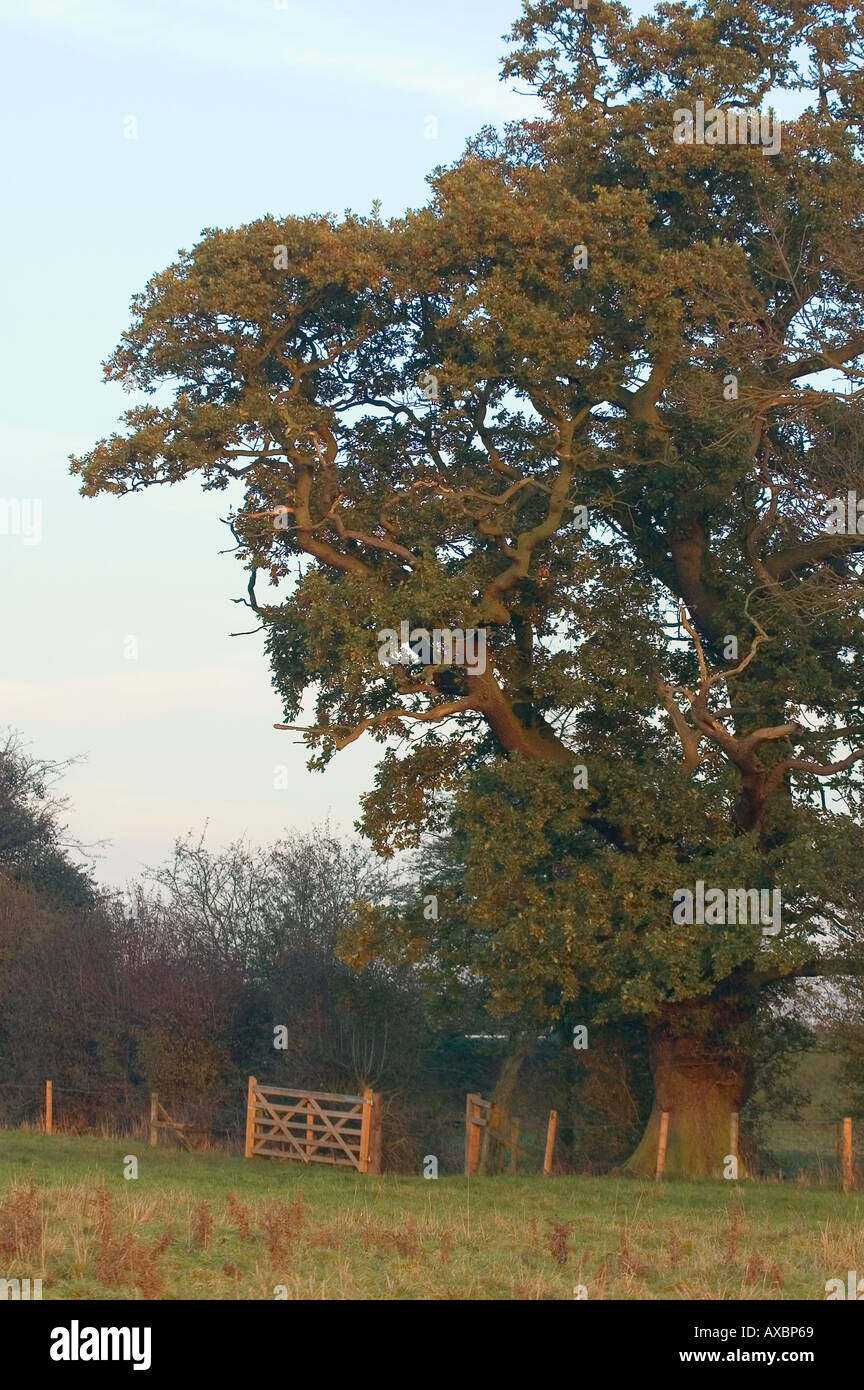 Wistow wood hi-res stock photography and images - Alamy