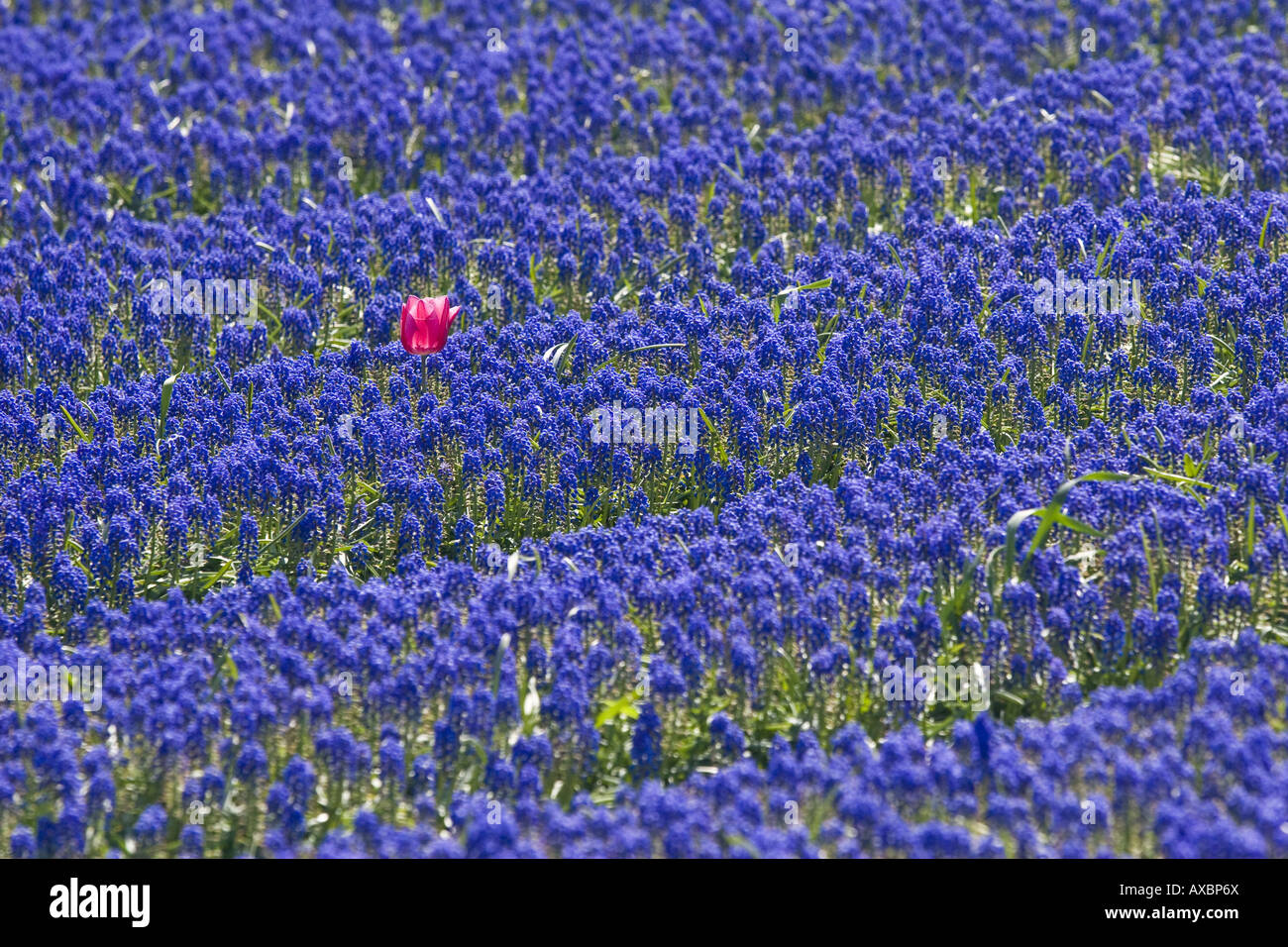 Grape hyacinth fields hi-res stock photography and images - Alamy