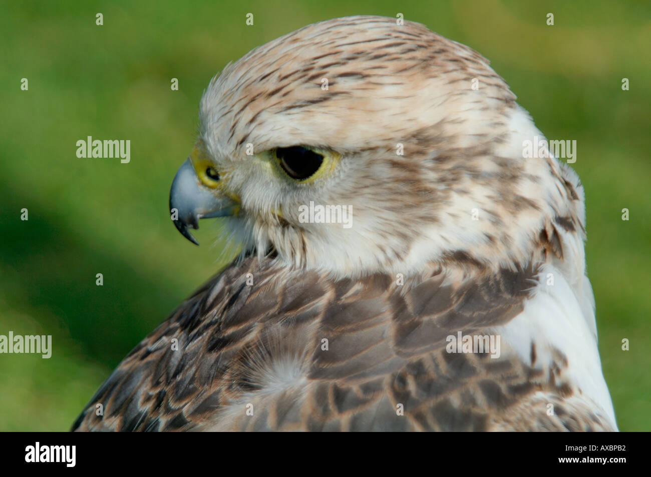 Lanner Falcon Falco biarmicus Stock Photo - Alamy