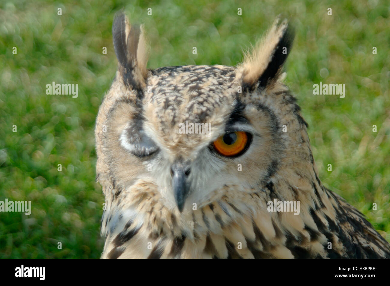 Eurasian Eagle Owl Bubo bubo Stock Photo - Alamy