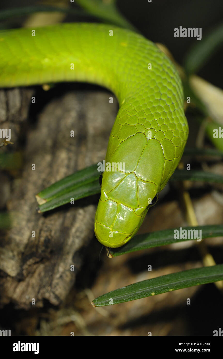 eastern green mamba, common mamba (Dendroaspis angusticeps), portrait ...