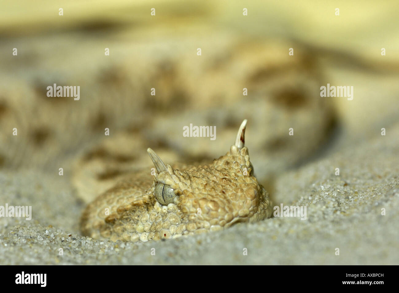 African horned viper cerastes cerastes hi-res stock photography and ...