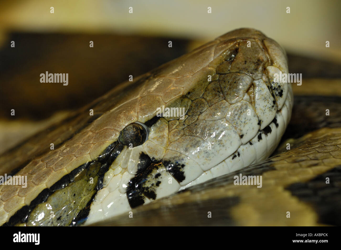 Python molurus bivittatus hi-res stock photography and images - Alamy