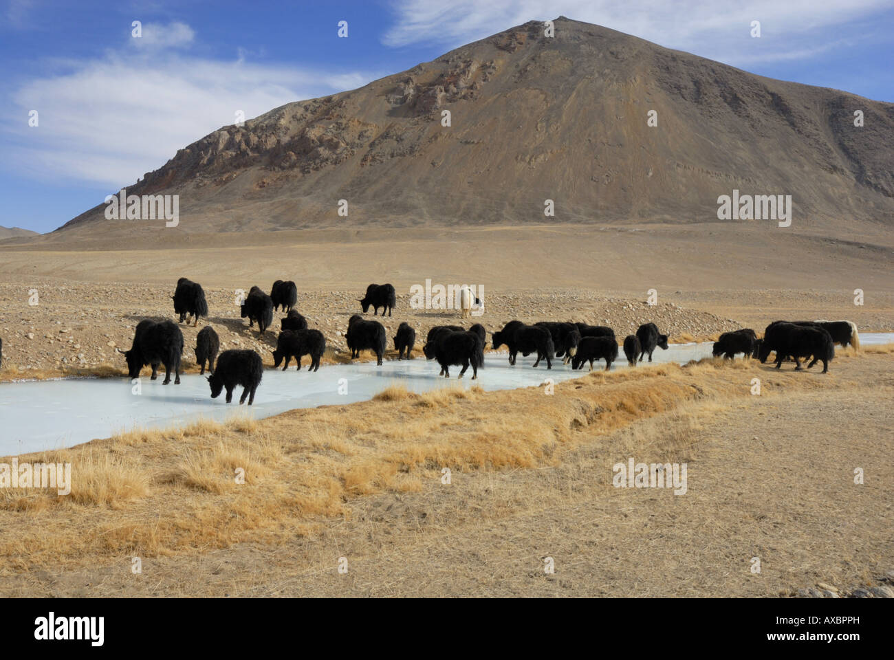 Great pamir hi-res stock photography and images - Alamy