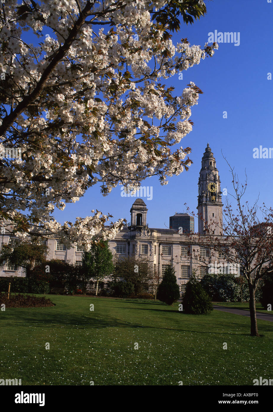 Cardiff City Hall from Cathays Park Springtime cherry blossom tree in ...