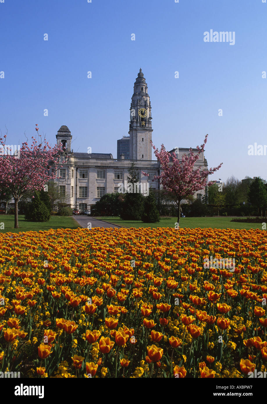 Cardiff City Hall from Cathays Park Springtime tulips in foreground ...