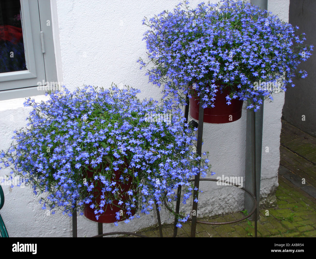 two ornamental flower pots with purple plants Stock Photo - Alamy