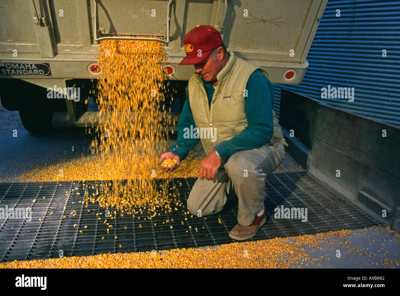 Farmer inspecting grain quality of corn while he offloads from truck at ...
