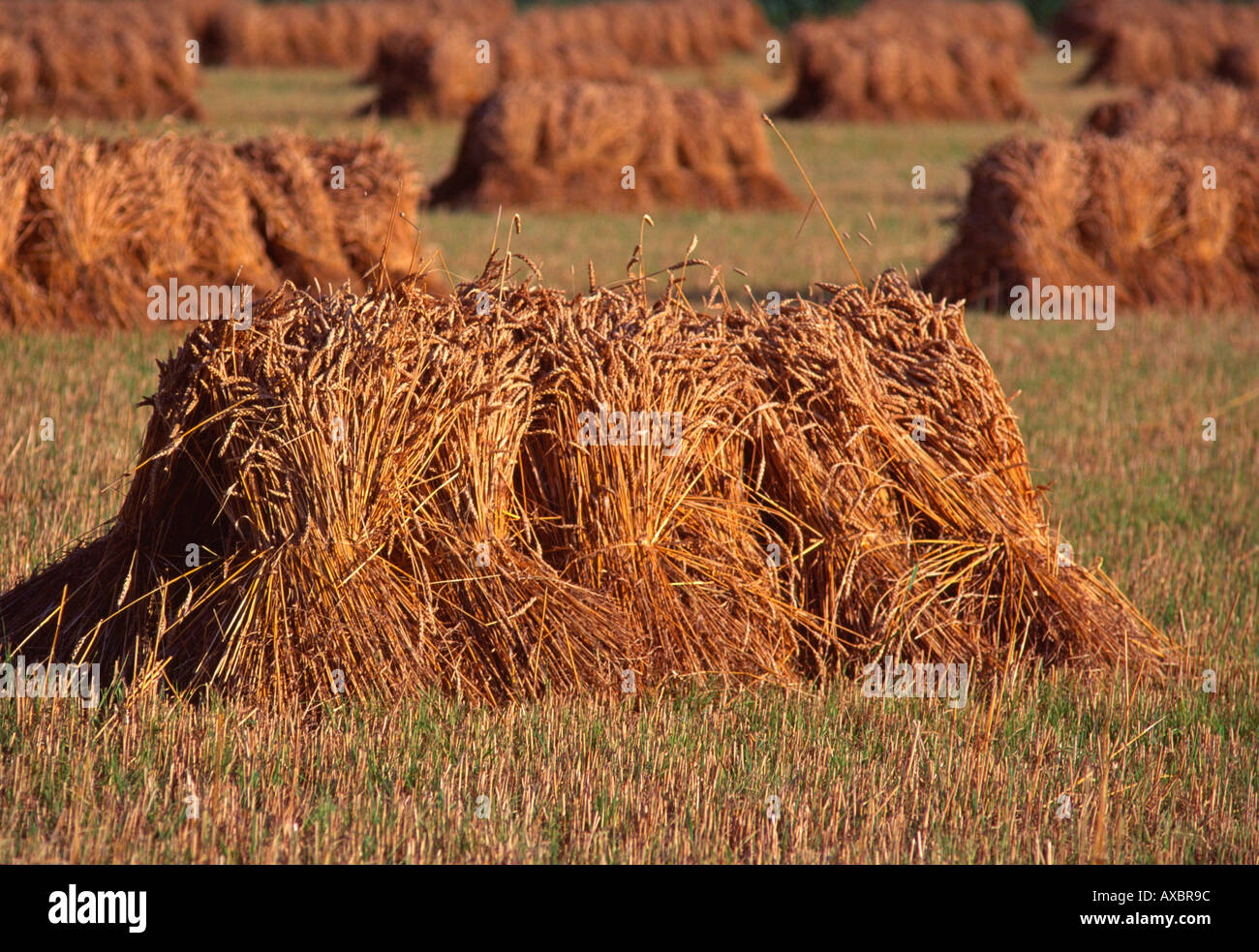 Cut grass wheat hi-res stock photography and images - Alamy
