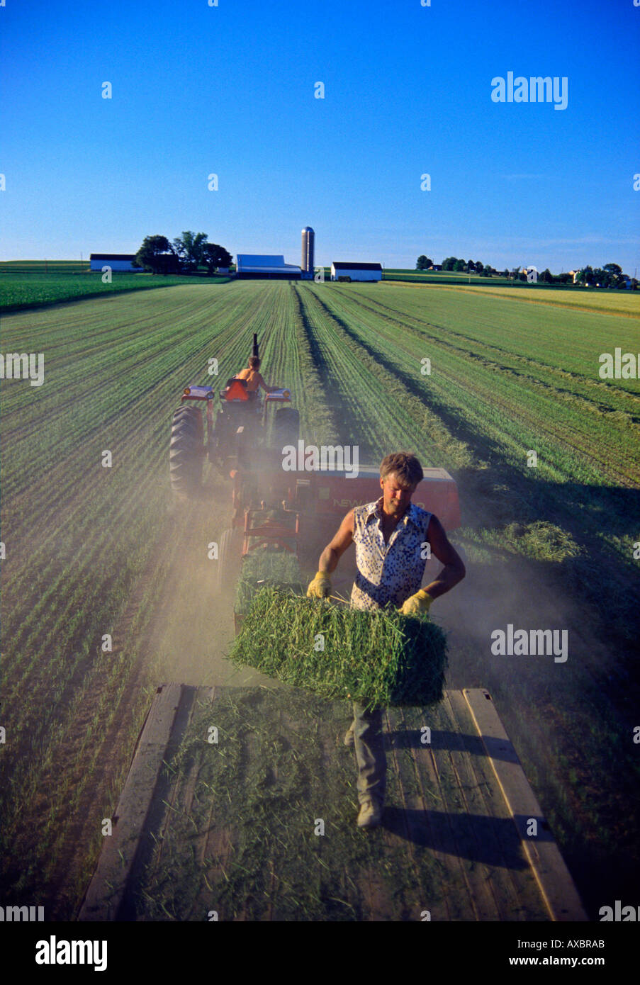 Bailing and stacking hay on back of cart in alfalfa field on dairy farm ...