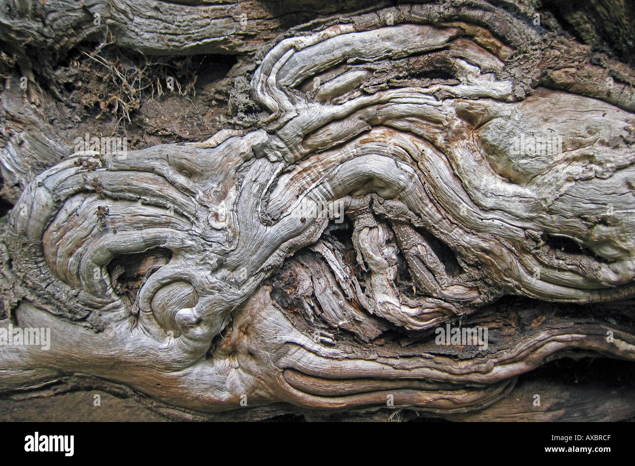 Knarled and twisted ancient oak tree hi-res stock photography and ...
