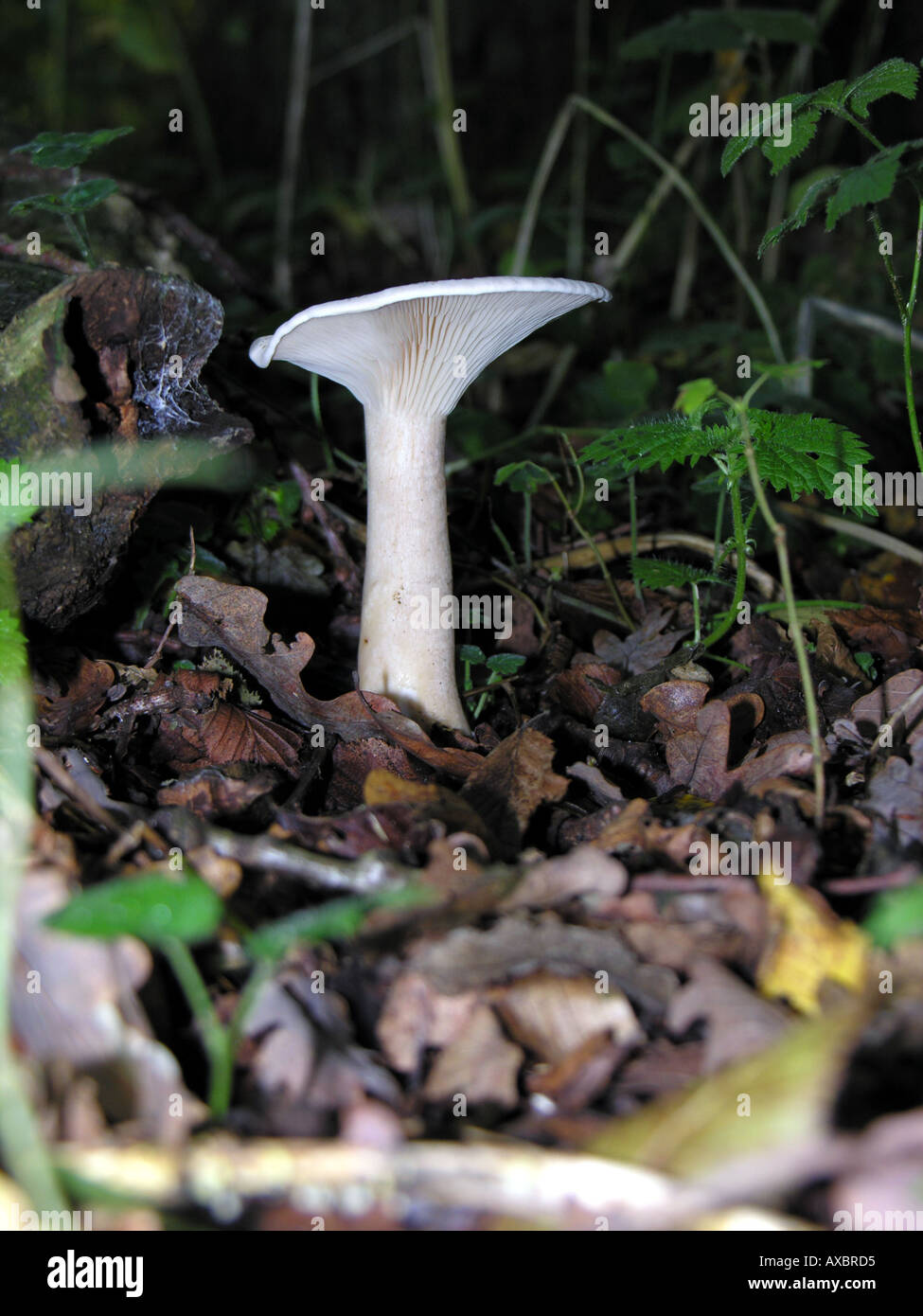 CLITOCYBE GEOTROPA LARGE FUNNEL CAP FUNGI Stock Photo - Alamy