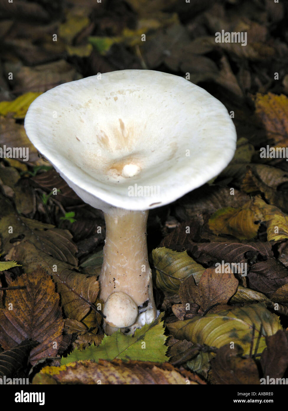 Geotropa hi-res stock photography and images - Alamy