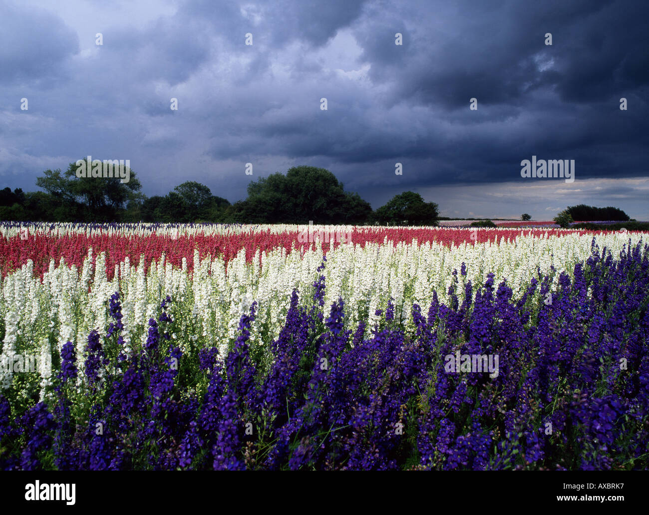 Delphinium field Purple pinks white Commercial flower growing for ...
