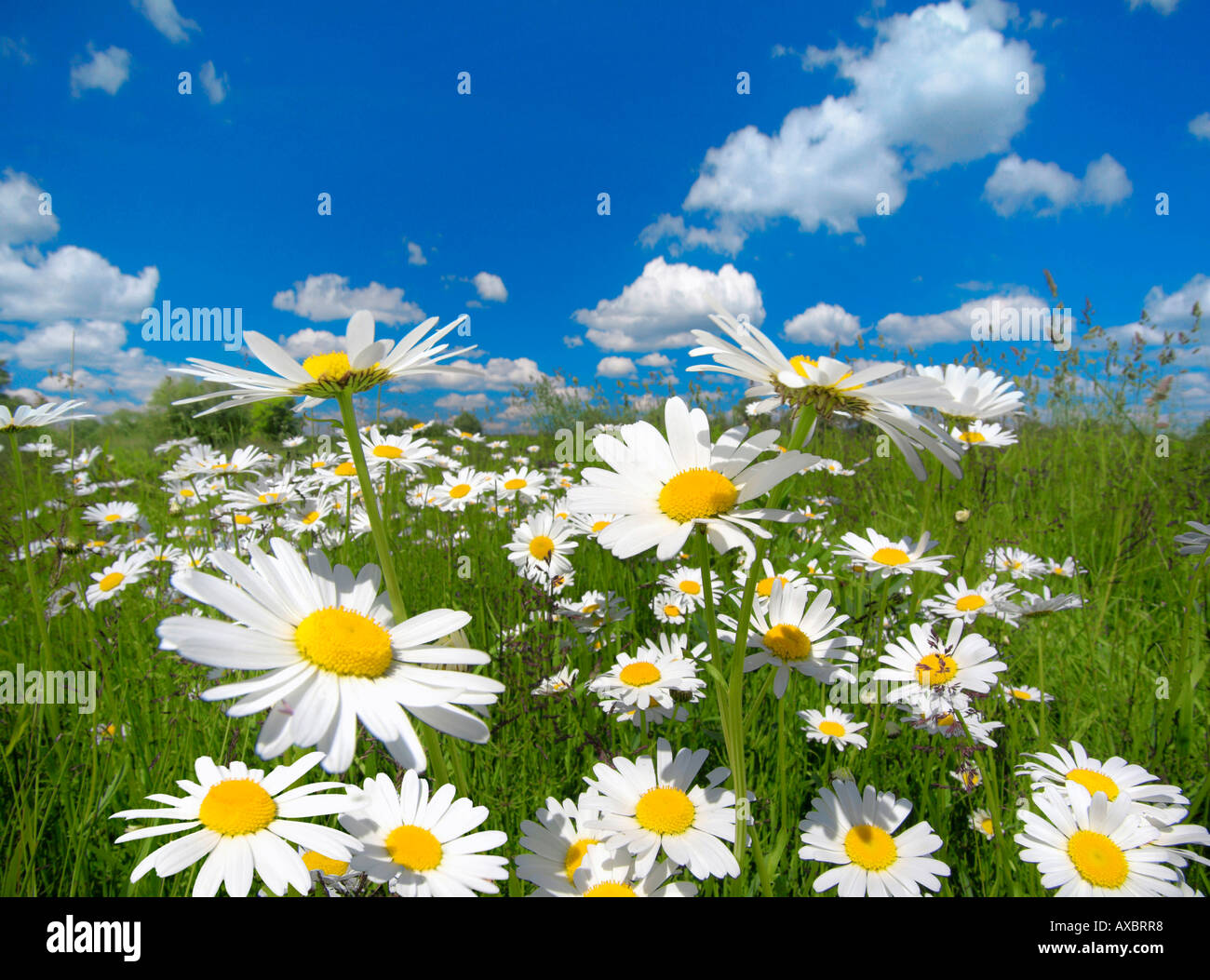 The camomile field near Olsztyn, Mazury lake district, Poland Stock ...