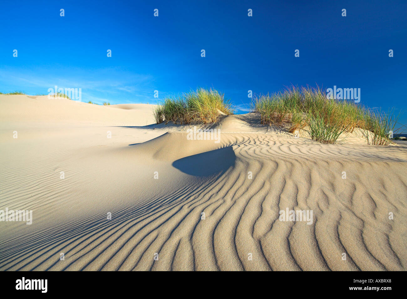 Moving sand dunes, Slowinski National Park near Leba, Poland Stock ...