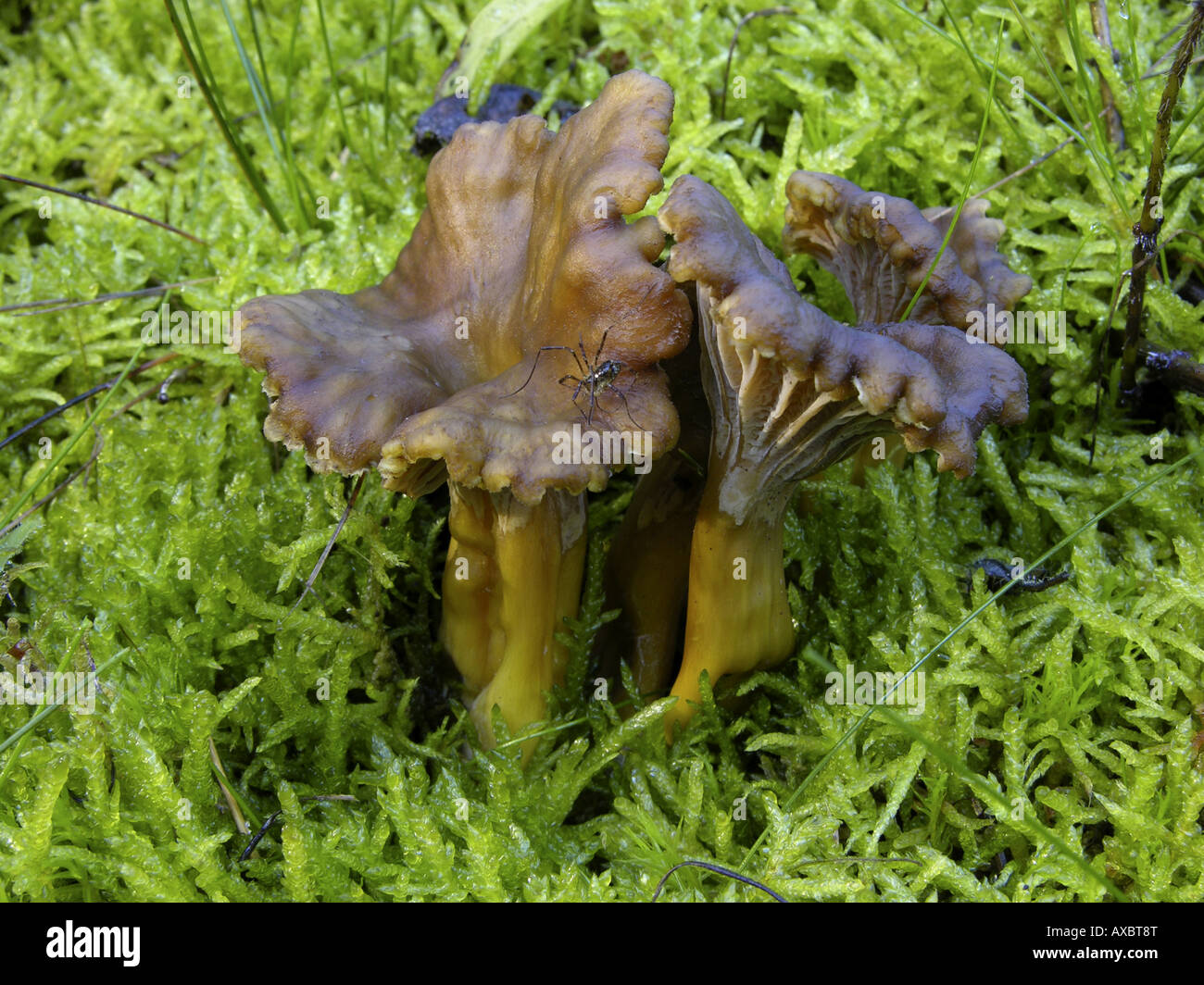yellowfoot chanterelle, funnel chanterelle, winter chanterelle ...