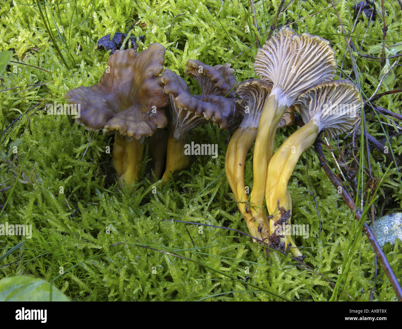 yellowfoot chanterelle, funnel chanterelle, winter chanterelle ...