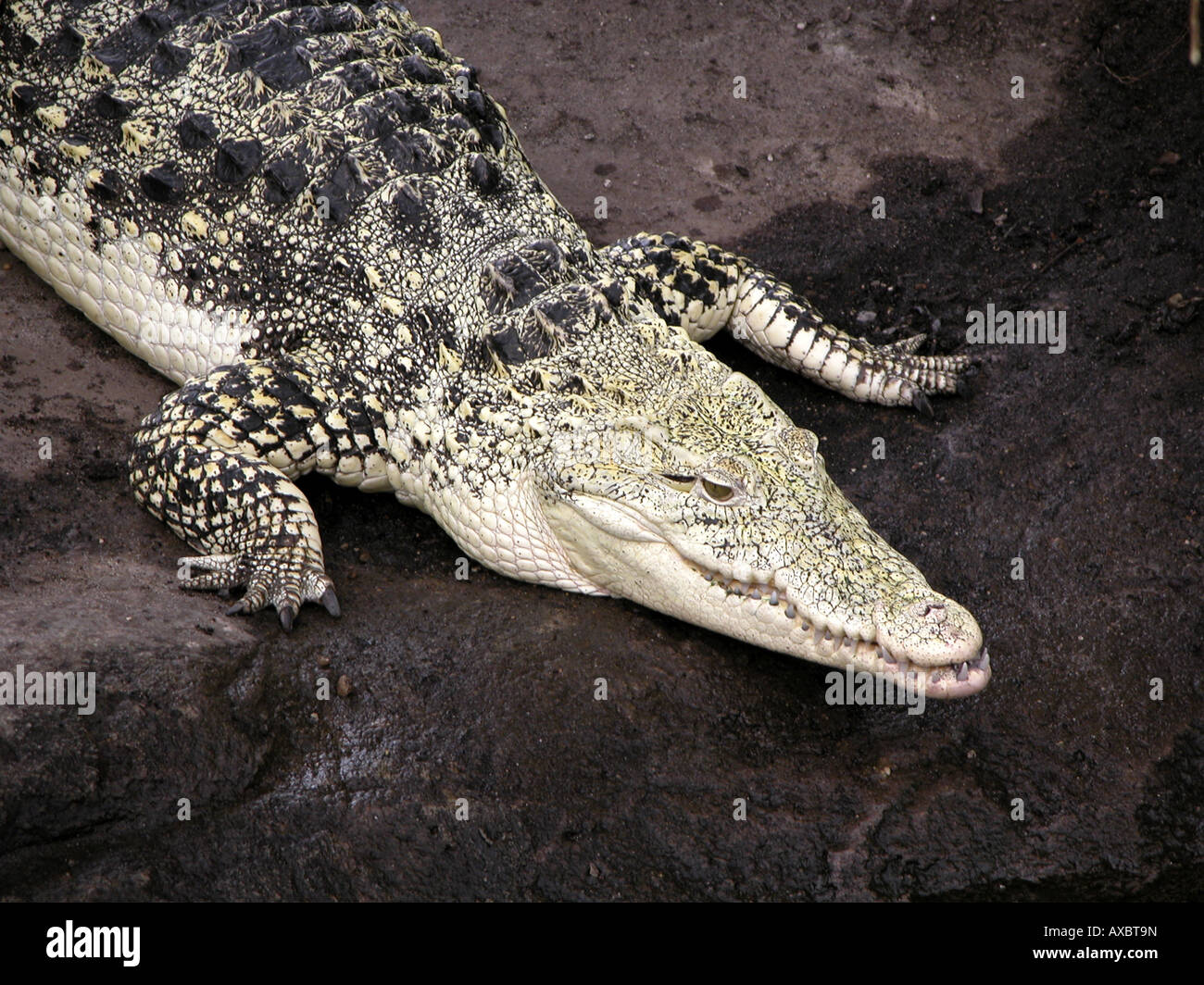 Cuban crocodile (Crocodylus rhombifer), lying Stock Photo - Alamy