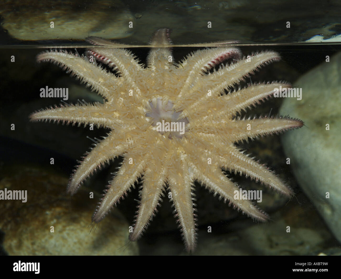 common sun star, spiny sun star, spiny sunstar (Crossaster papposus ...