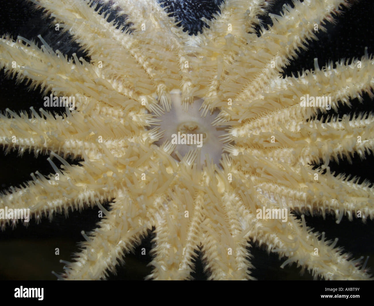 common sun star, spiny sun star, spiny sunstar (Crossaster papposus ...