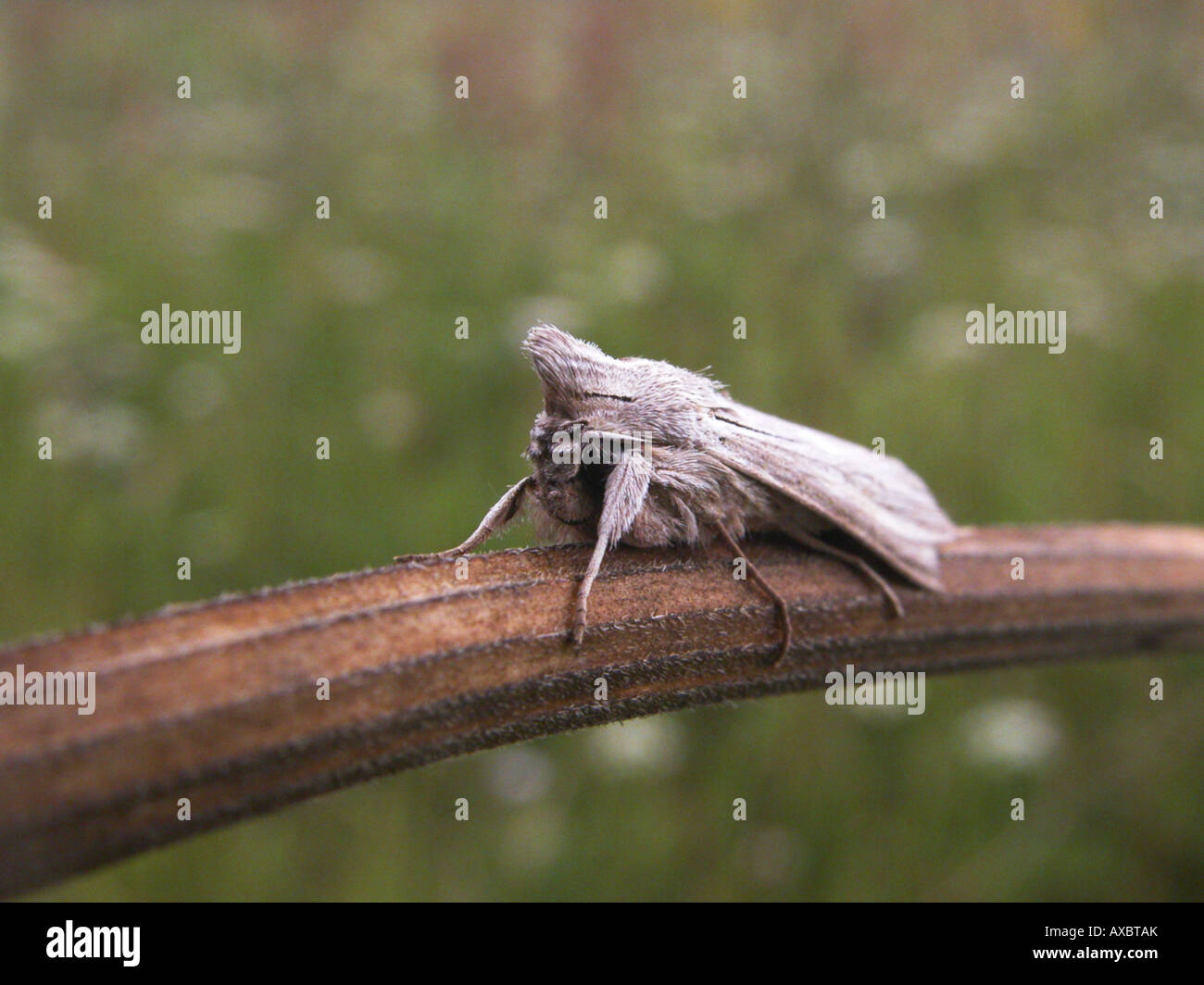 shark moth, common shark (Cucullia umbratica), sitting on a sprout Stock Photo - Alamy