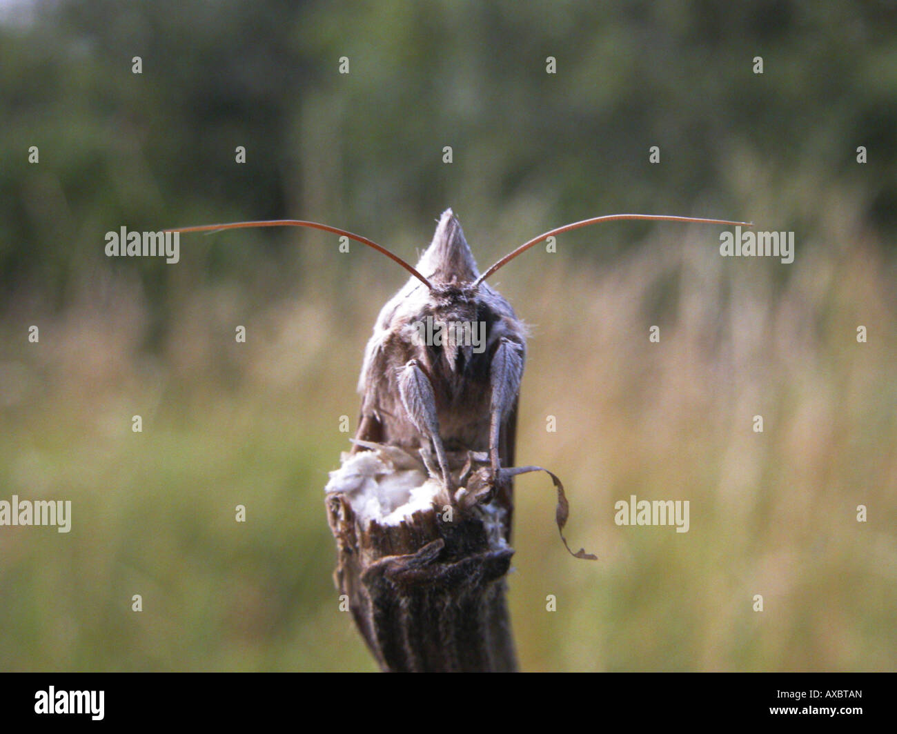 shark moth, common shark (Cucullia umbratica), sitting on a sprout ...