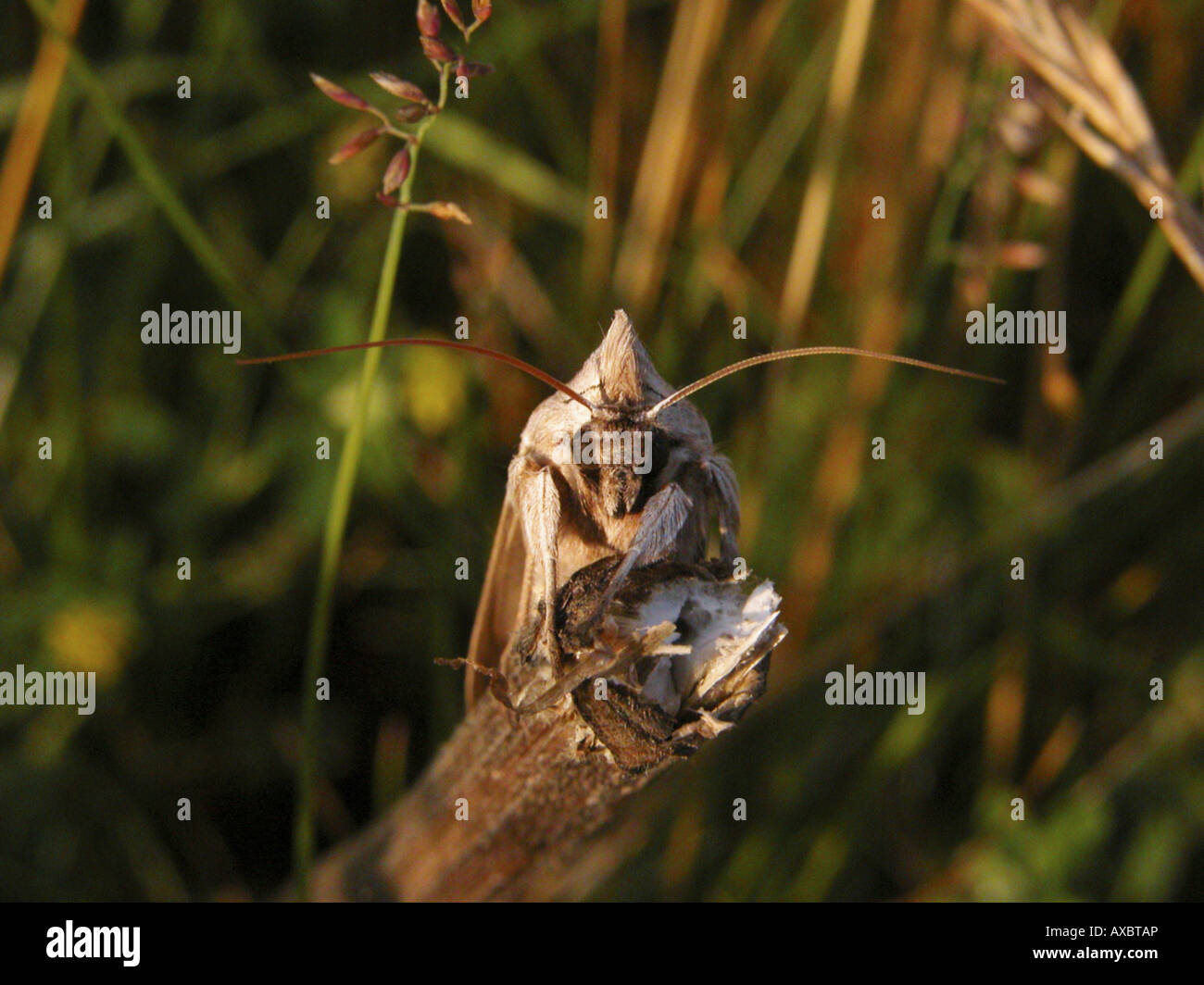 shark moth, common shark (Cucullia umbratica), sitting on a sprout ...