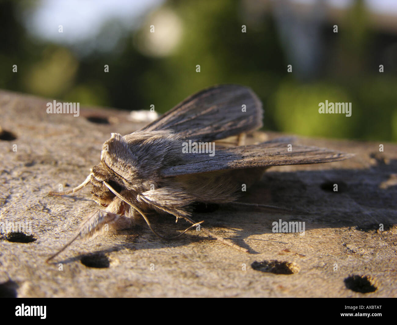 shark moth, common shark (Cucullia umbratica), sitting on deadwood ...