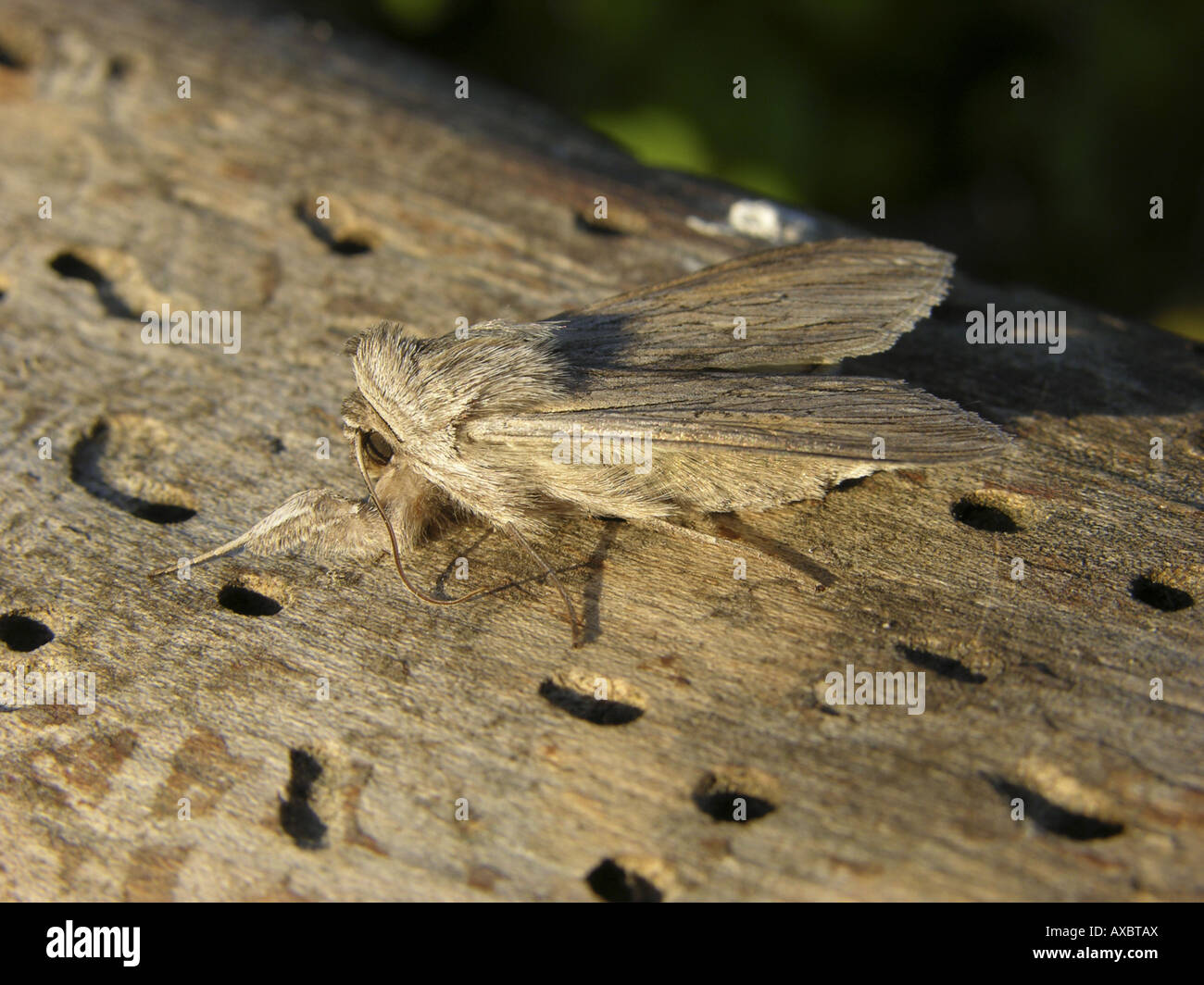 shark moth, common shark (Cucullia umbratica), sitting on deadwood ...