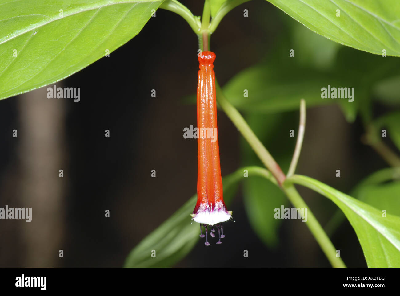 Mexican Cigarplant, Mexican Cigar Plant , Cigar Plant (Cuphea ignea ...