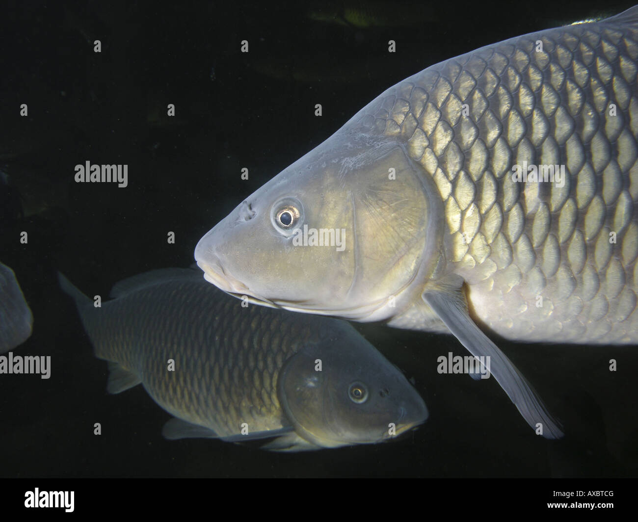carp, common carp, European carp (Cyprinus carpio), swimming Stock ...