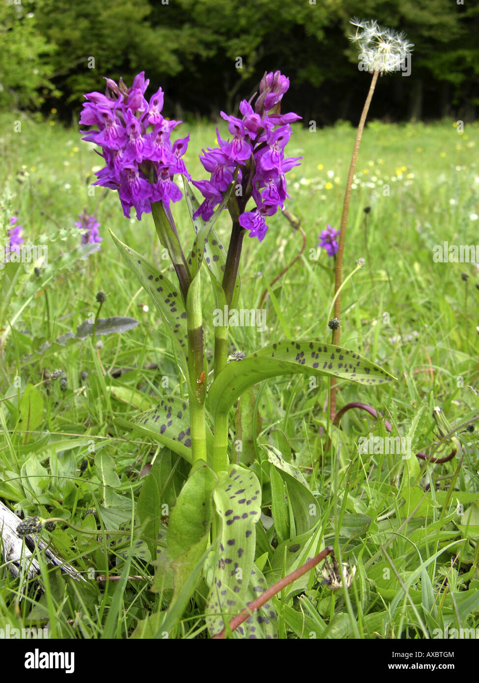 western marsh-orchid (Dactylorhiza majalis), blooming plants Stock ...