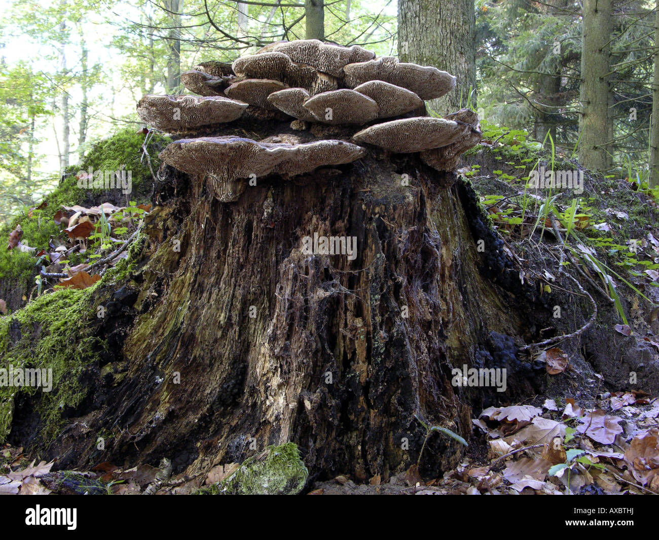 oak mazegill (Daedalea quercina), at tree snag Stock Photo - Alamy