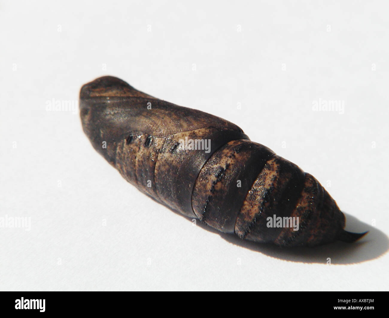 elephant hawkmoth (Deilephila elpenor), pupa Stock Photo - Alamy