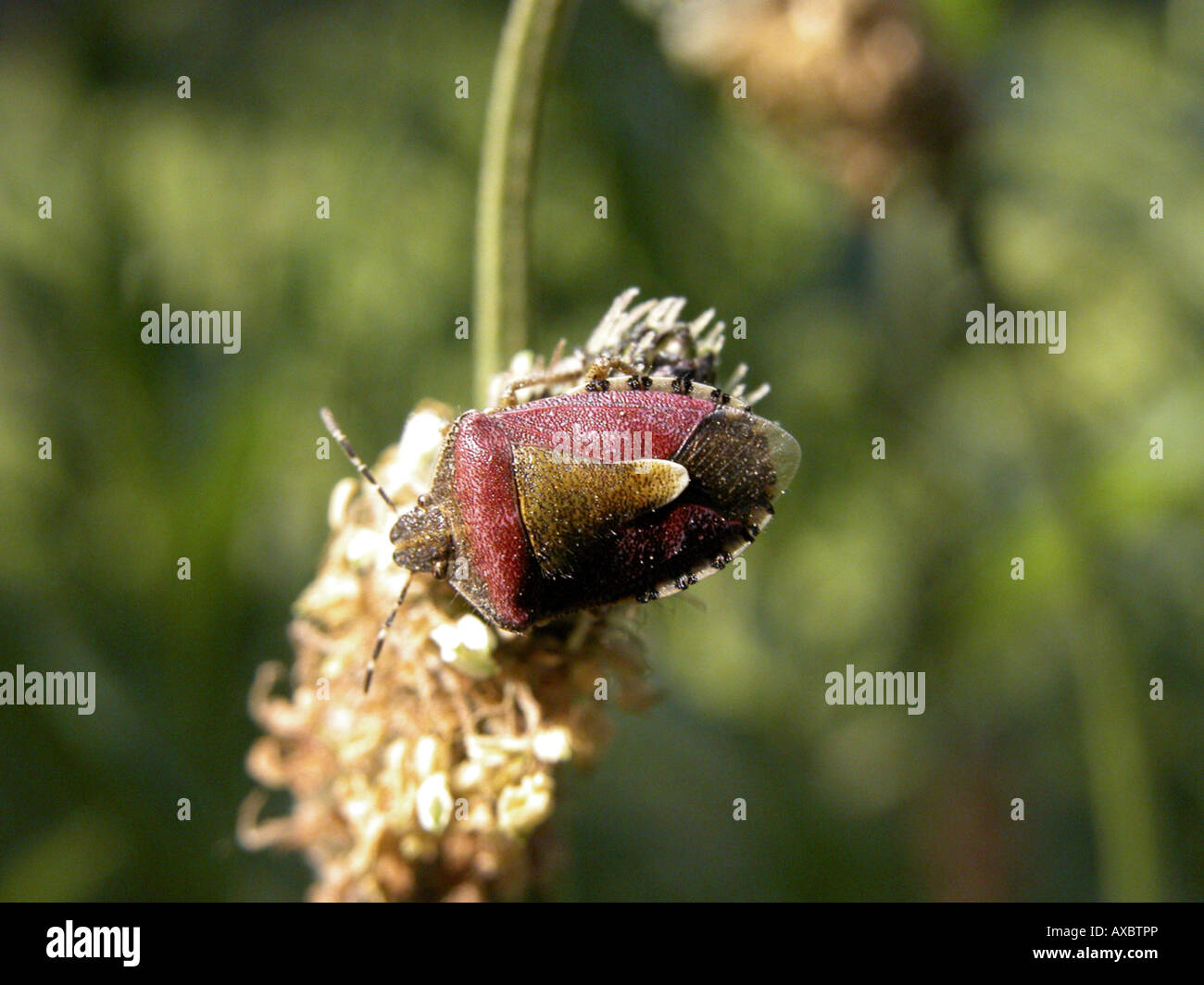 sloe bug, sloebug (Dolycoris baccarum), on plantain Stock Photo - Alamy