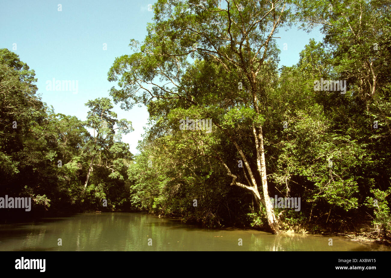 River guatemala rainforest hi-res stock photography and images - Alamy