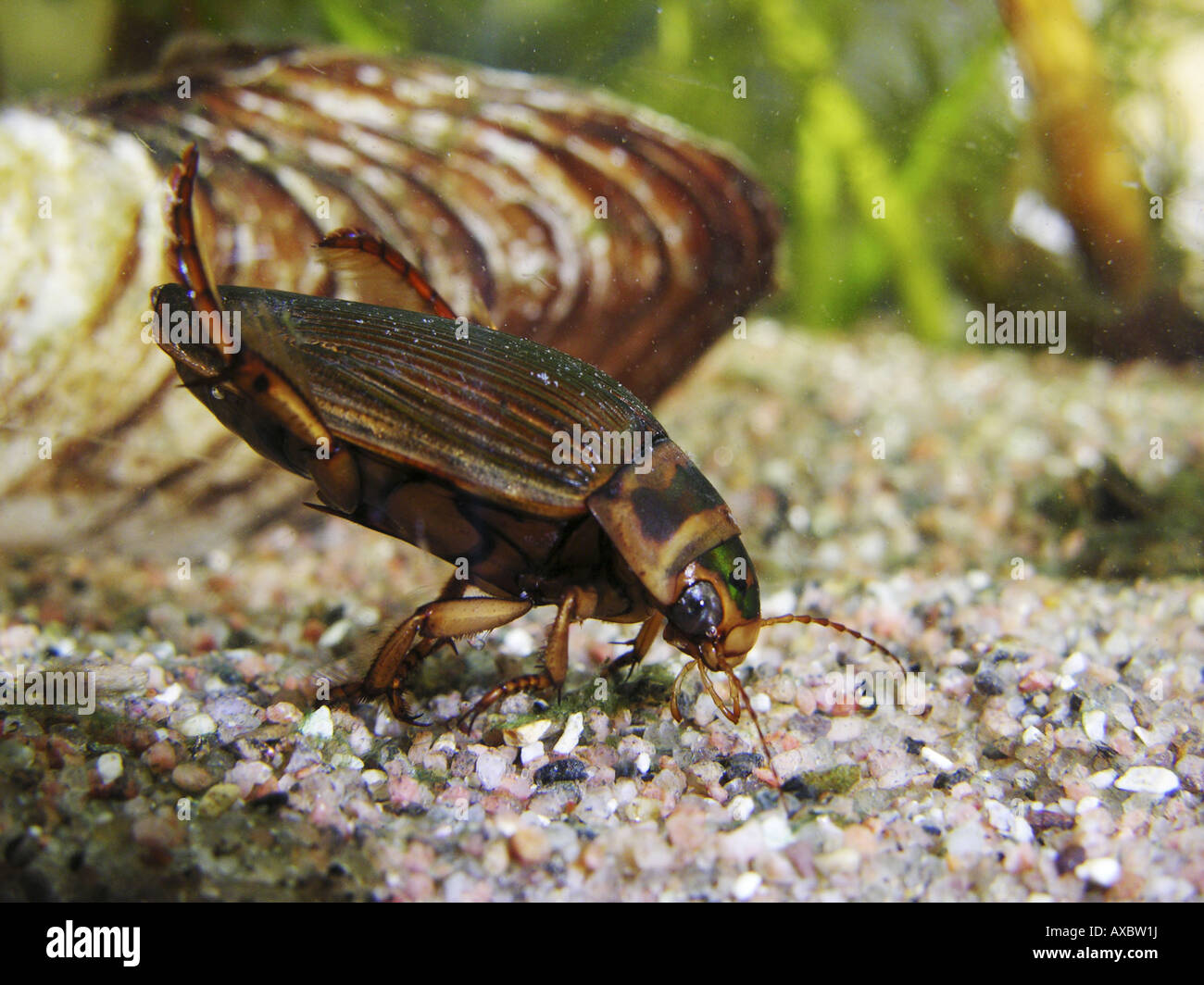 water beetle (Hygrotus inaequalis), on sandy ground Stock Photo - Alamy