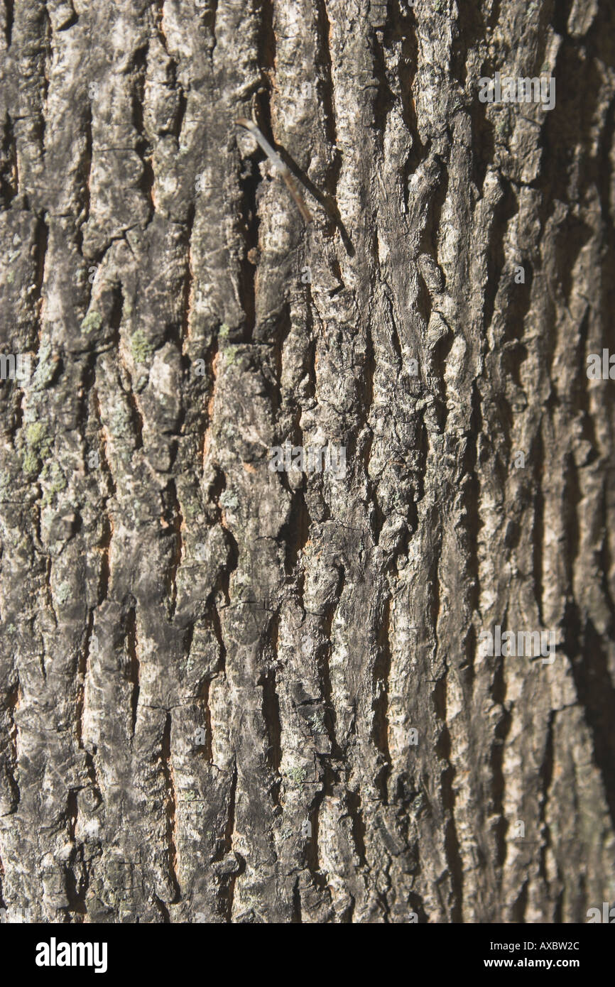 Maple tree worn old ridges crevasses roughness living plant hi-res ...