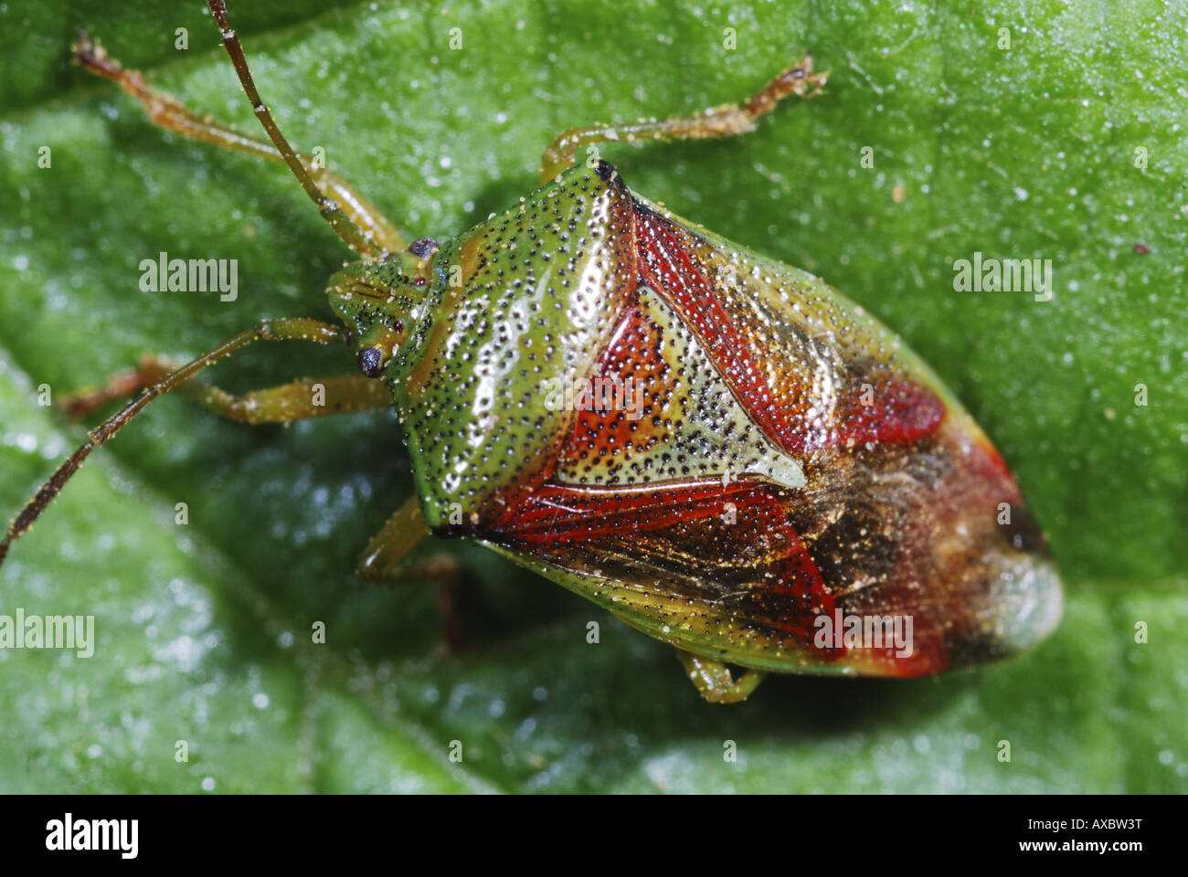 birch bug (Elasmostethus interstinctus), sitting on a leaf Stock Photo ...