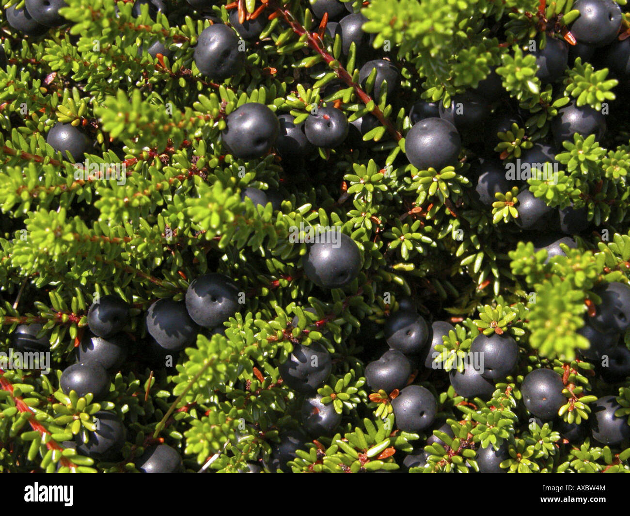 black crowberry (Empetrum nigrum), with fruits Stock Photo - Alamy