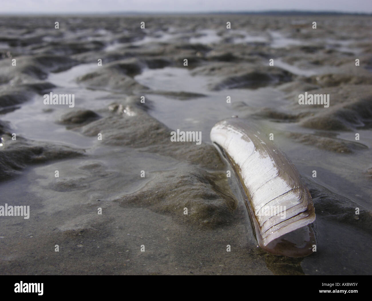 Razor clam, Razor-Clam, Razor Shell (Ensis americanus, Ensis directus ...