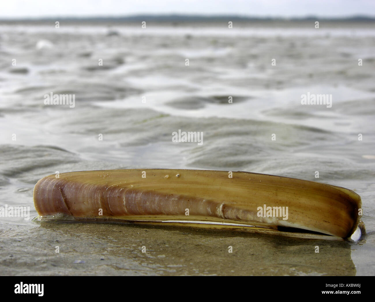 Razor clam collecting hi-res stock photography and images - Alamy