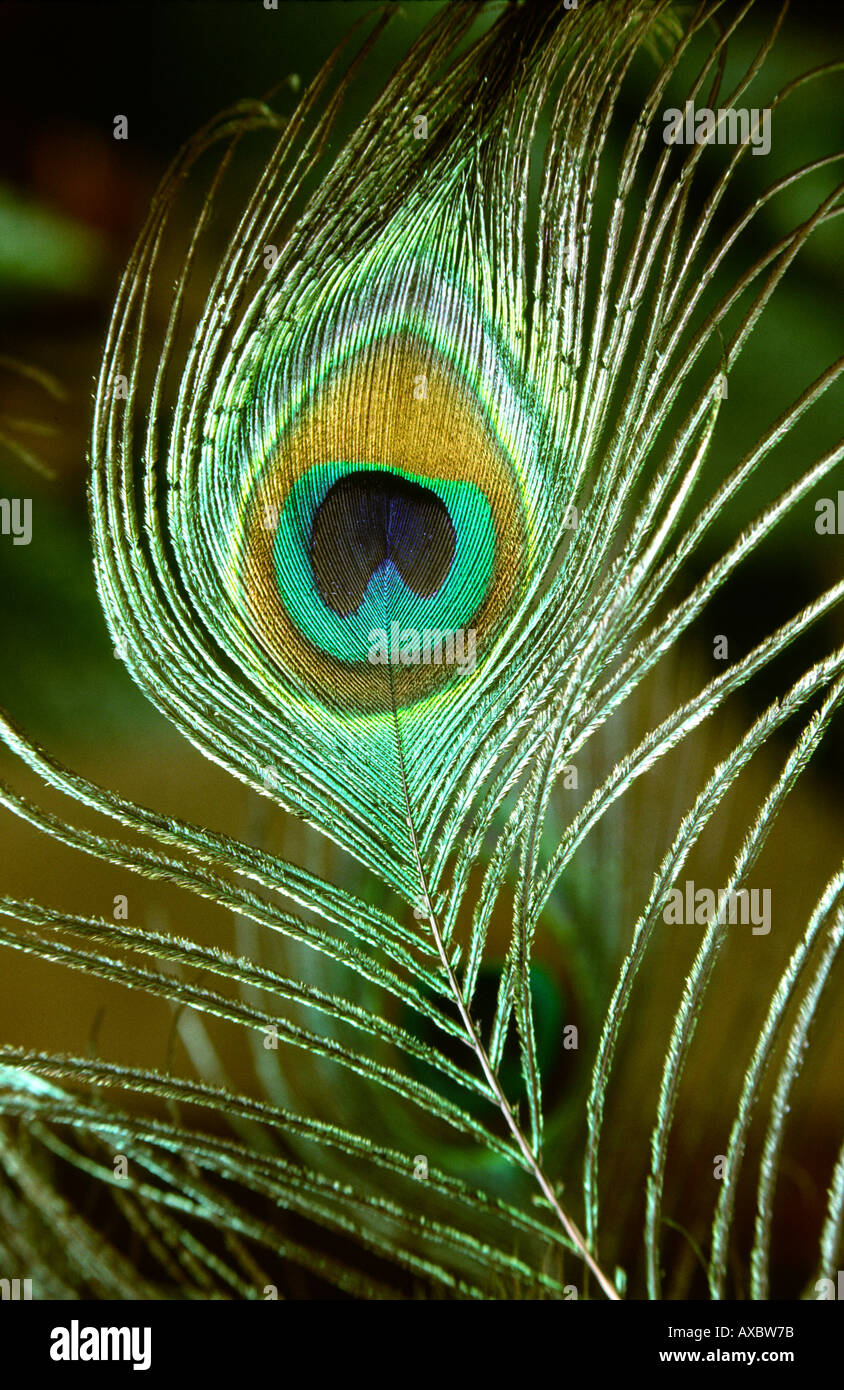 Peacock shaped hi-res stock photography and images - Alamy
