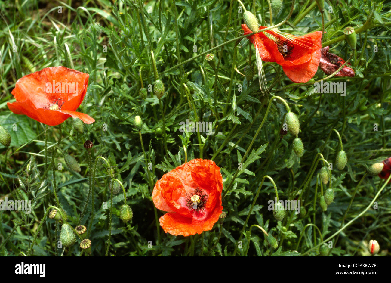 Red beautiful wild poppies hi-res stock photography and images - Alamy