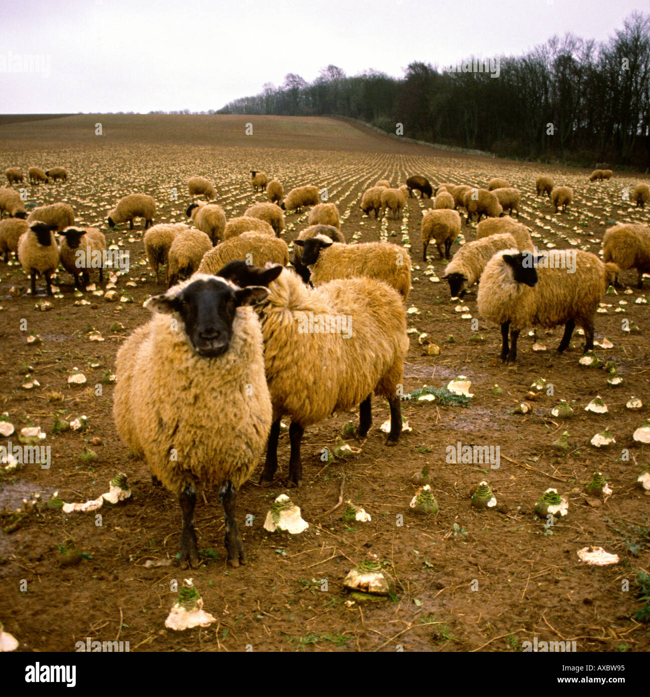 England Cotswolds animals sheep in field Stock Photo - Alamy